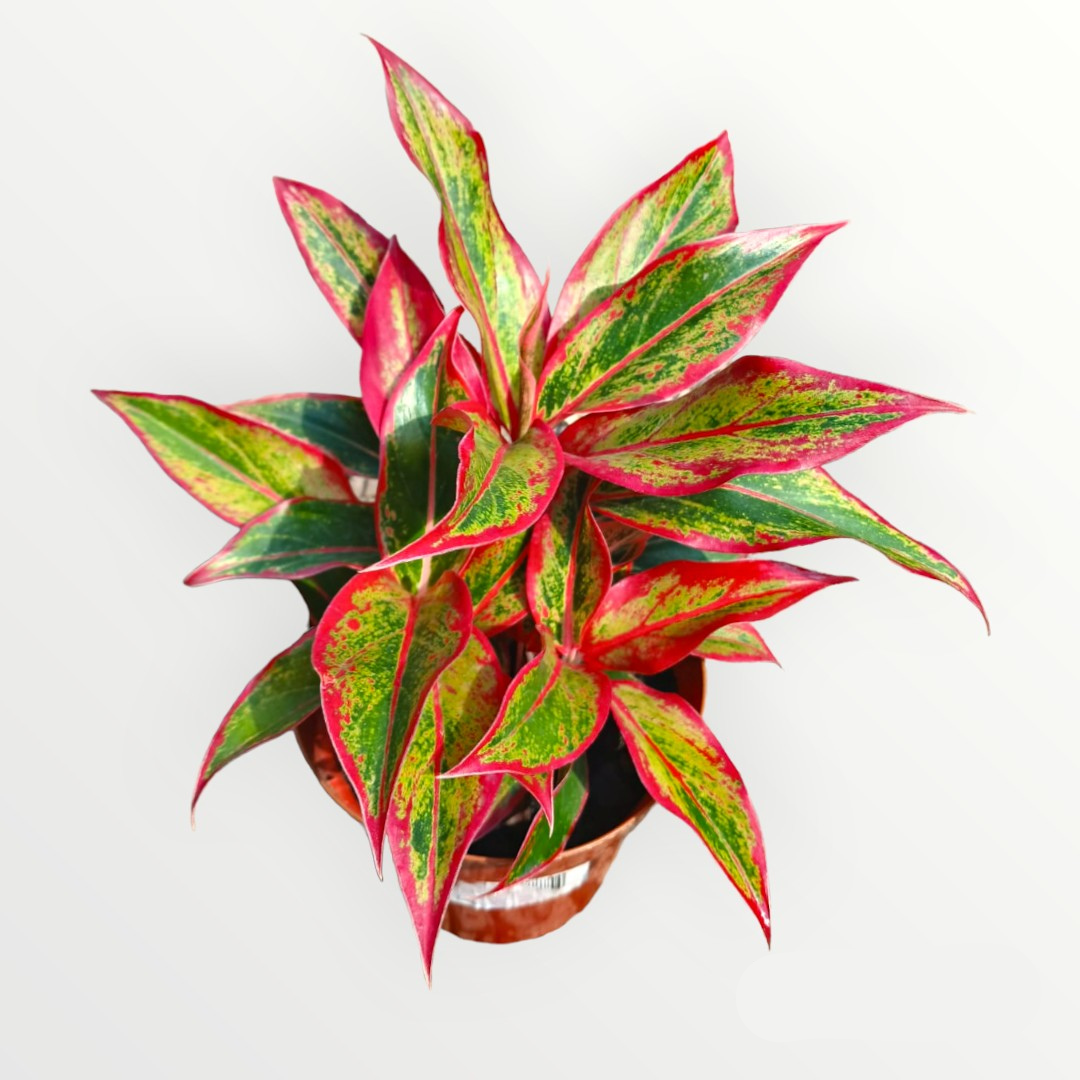 Aglaonema Creta Pote 15 - Mercado das Plantas Santa Tereza