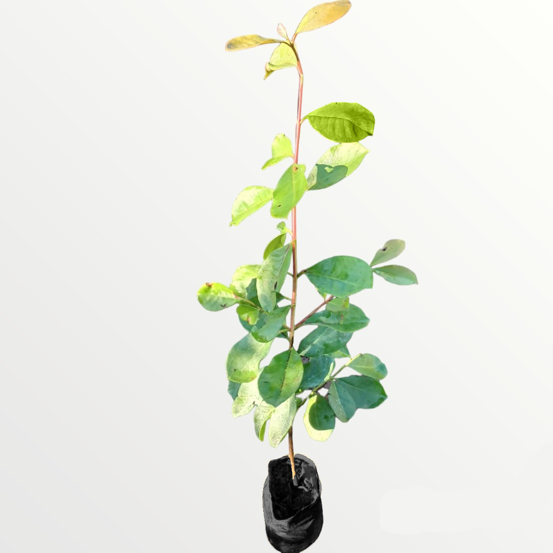 Muda de Araça - Mercado das Plantas Santa Tereza