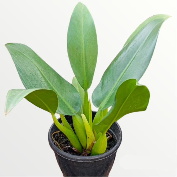 Pacová - Mercado das Plantas Santa Tereza