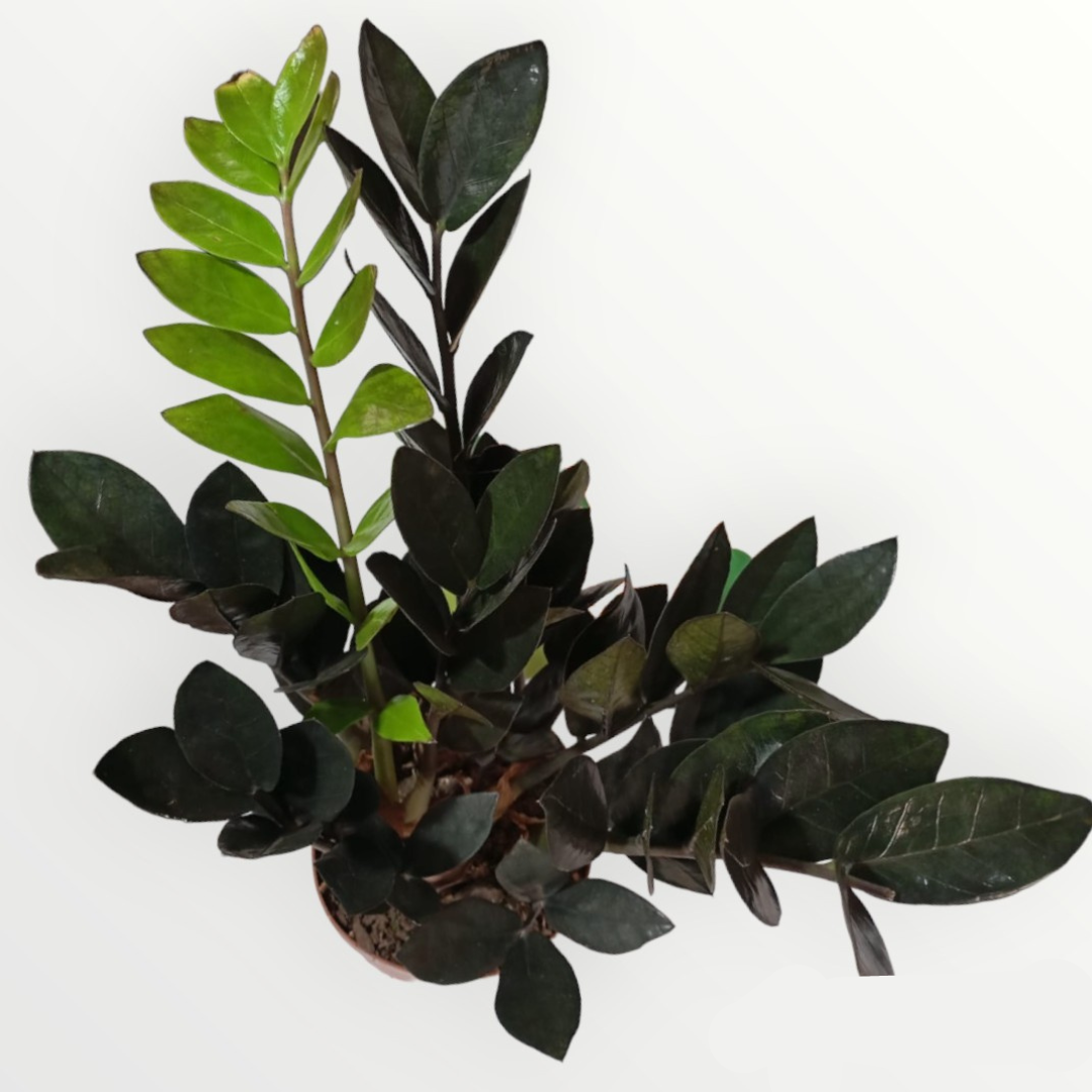 Zamioculca Black - Mercado das Plantas Santa Tereza
