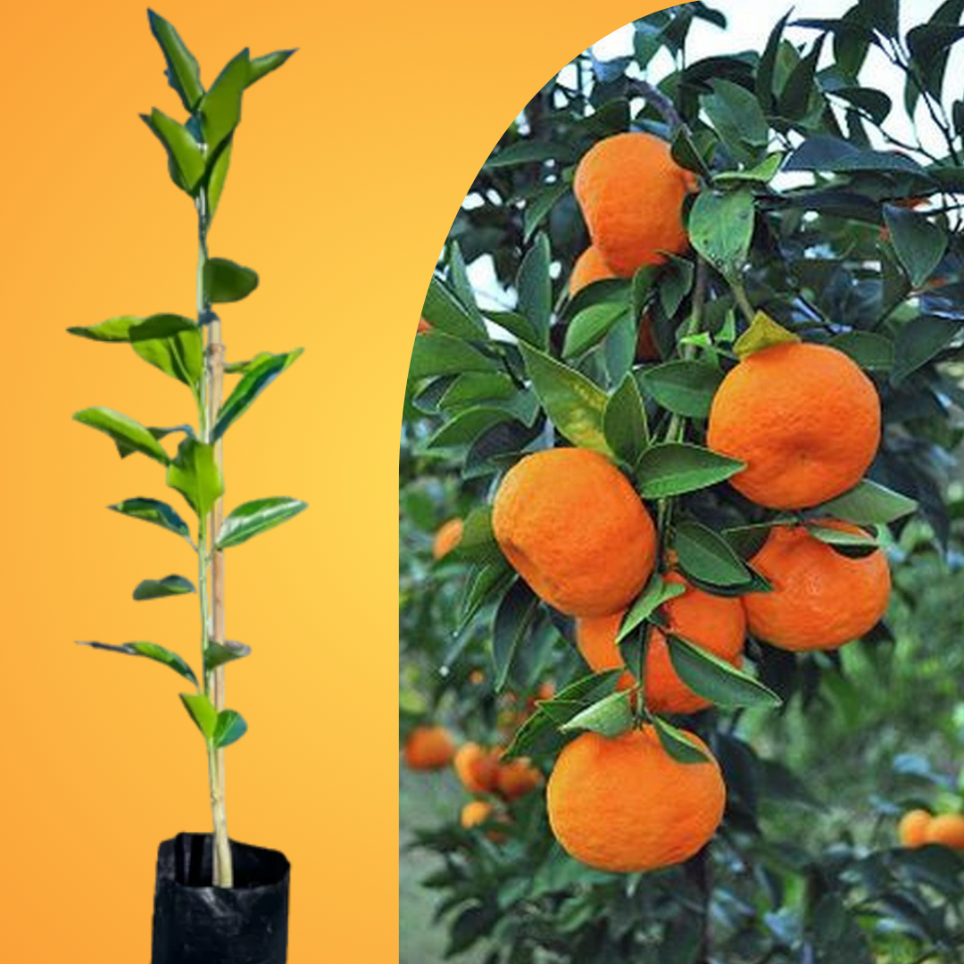 Muda de Tangerina Ponkan Enxertada - Mercado das Plantas Santa Tereza
