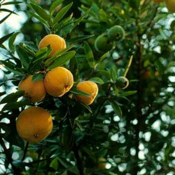 Muda de Uvaia - Mercado das Plantas Santa Tereza