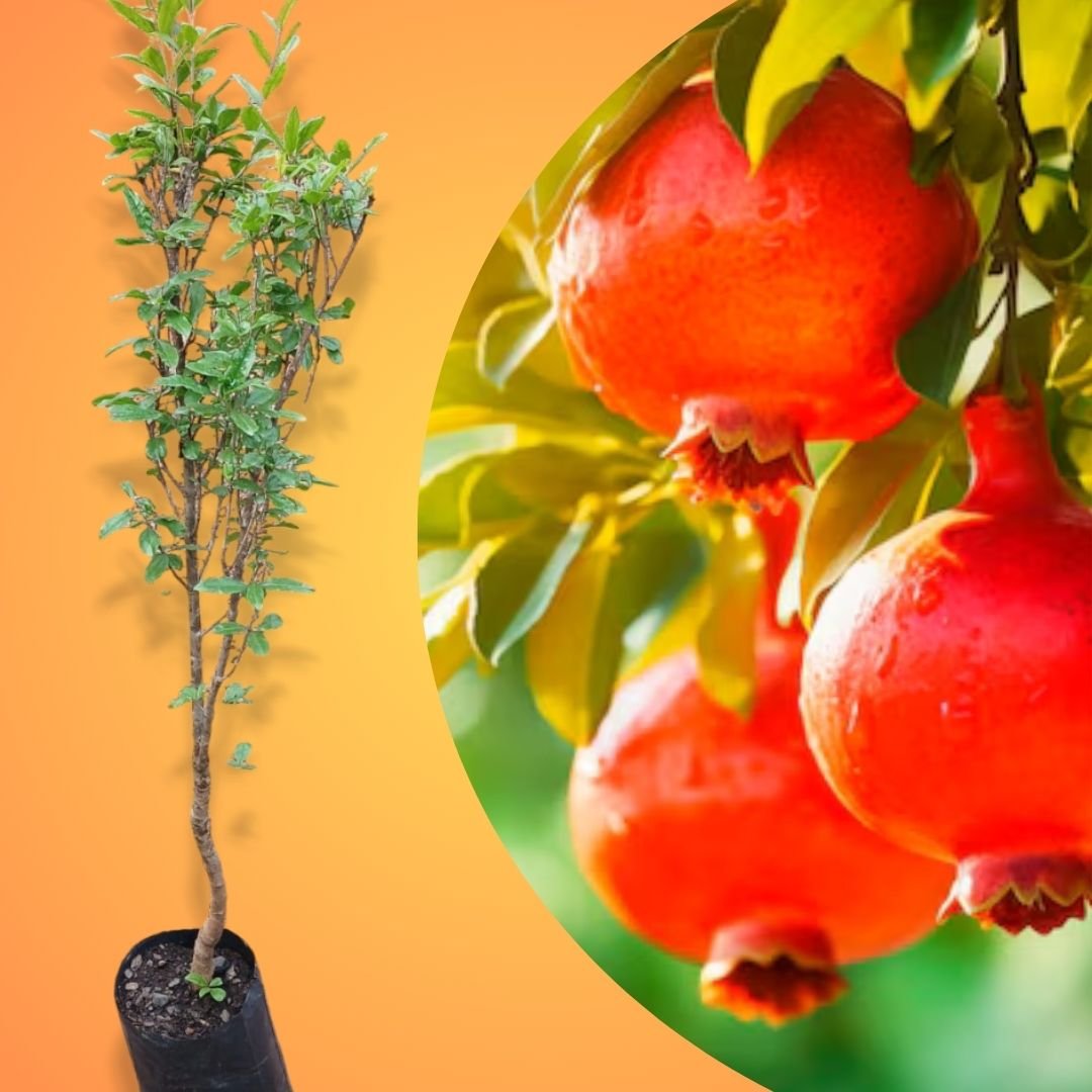 Muda de Romã - Mercado das Plantas Santa Tereza