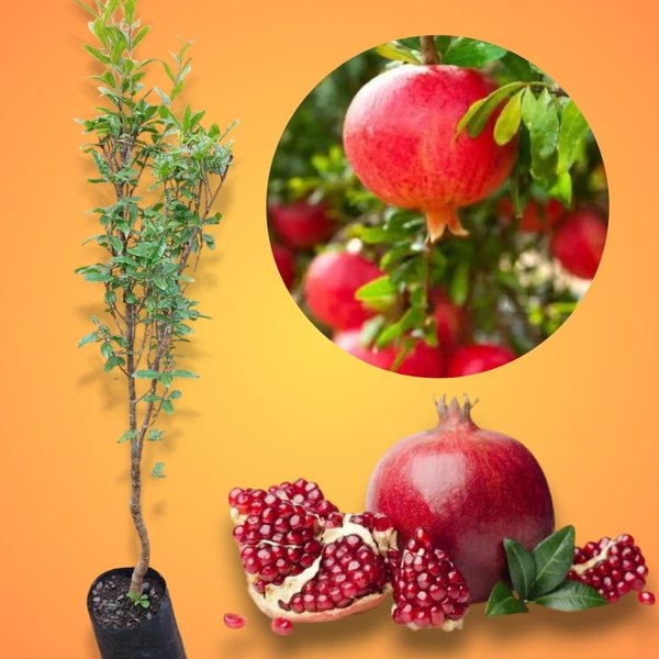 Muda de Romã - Mercado das Plantas Santa Tereza