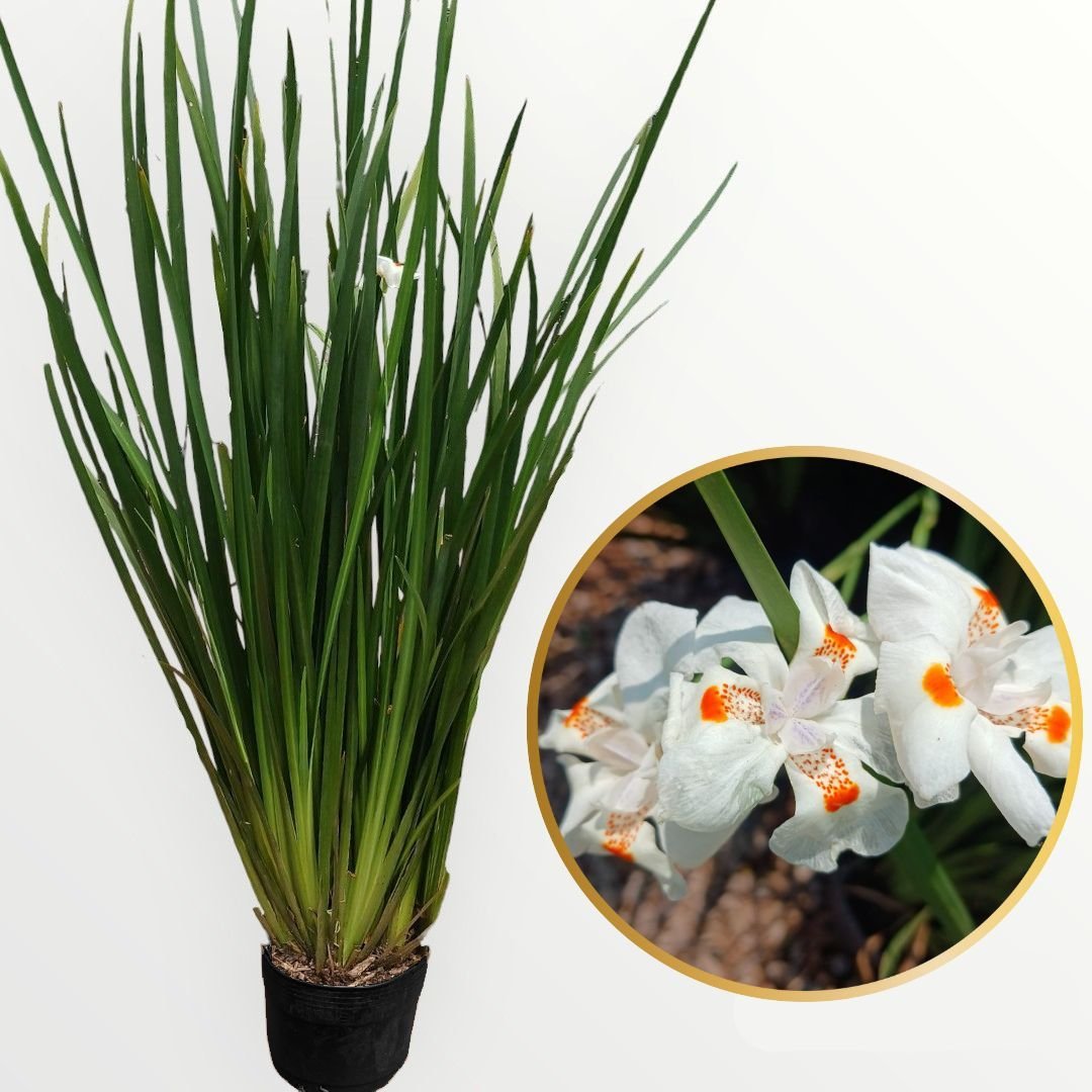 Muda de Moreia Branca - Mercado das Plantas Santa Tereza