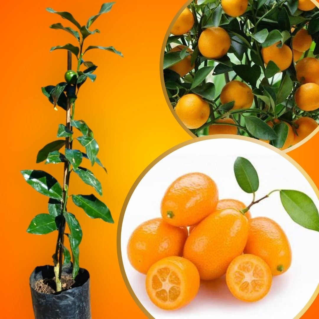 Muda de Laranja Kinkan Enxertada - Mercado das Plantas Santa Tereza