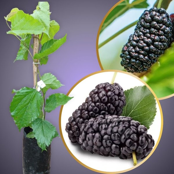 Muda de Amora Portuguesa - Mercado das Plantas Santa Tereza