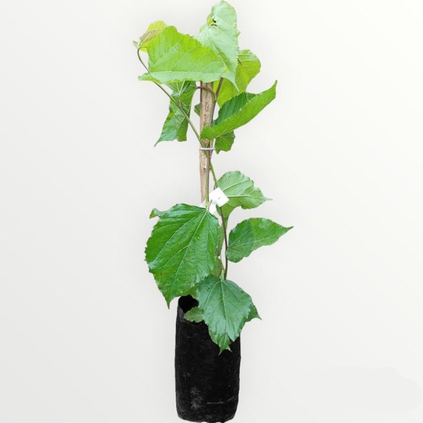 Muda de Amora Portuguesa - Mercado das Plantas Santa Tereza