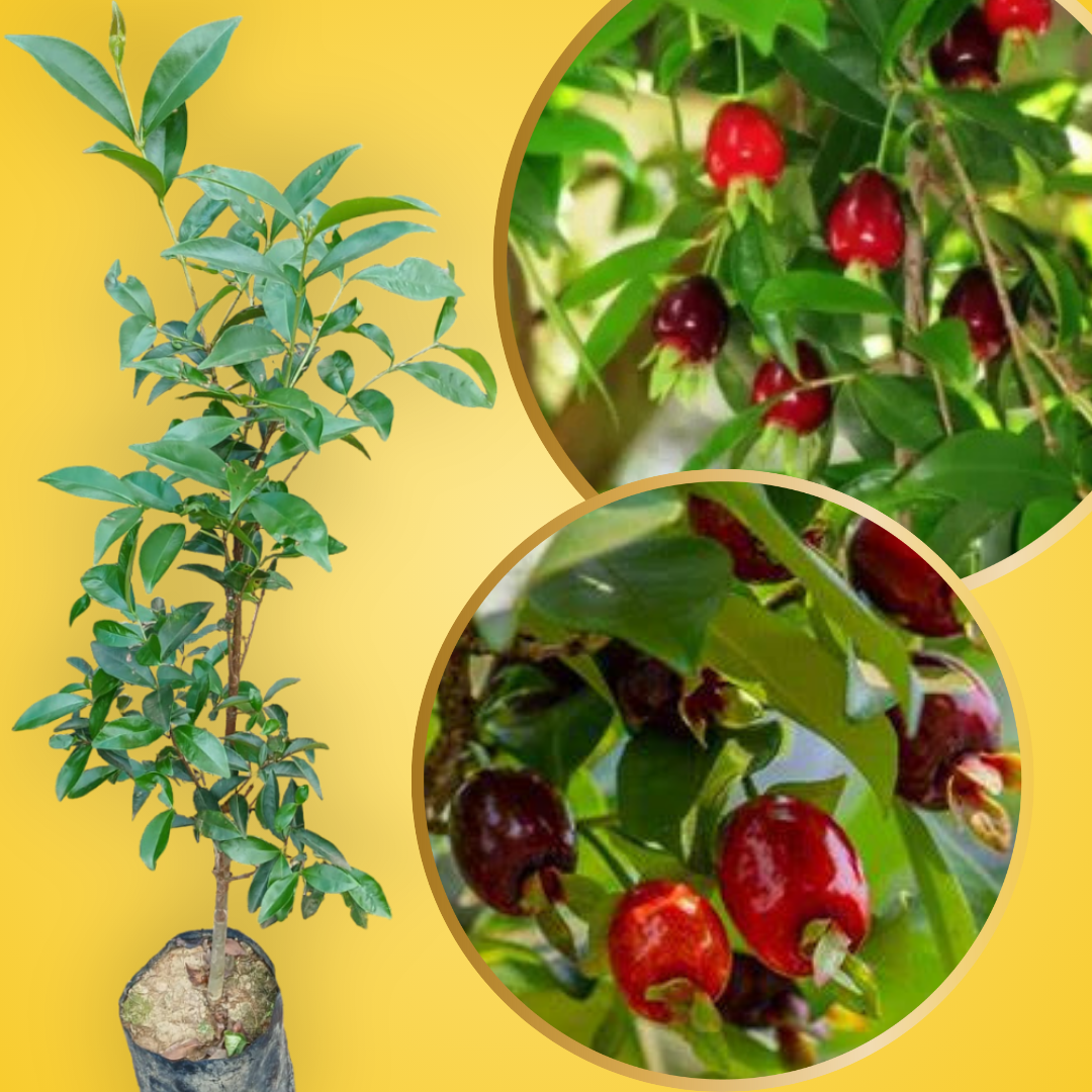 Muda de Cereja do Rio Grande - Mercado das Plantas Santa Tereza