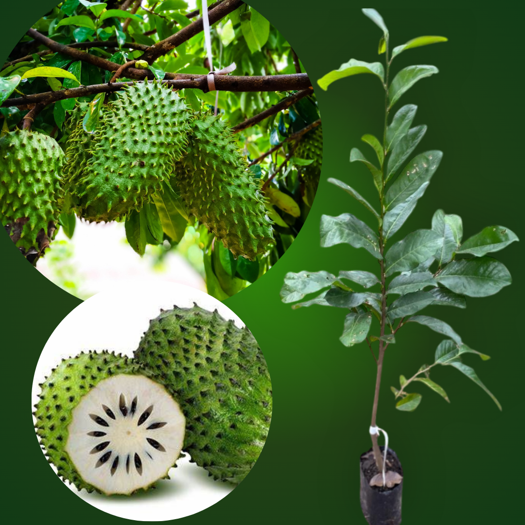 Muda de Graviola - Mercado das Plantas Santa Tereza