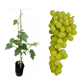 Muda de Uva Niágara Branca Enxertada - Vitis Labrusca 'Niagara'.