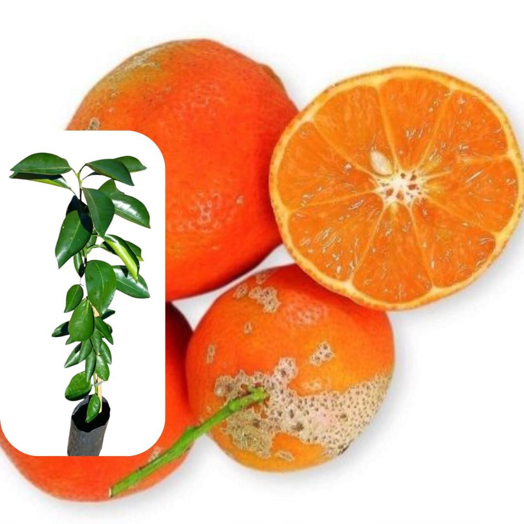 Muda Limão Cravo ou Rosa ou Comum Enxertado - frutifera