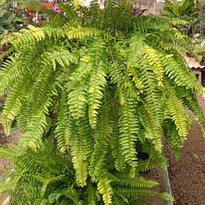 Muda de Samambaia Tiger Fern ou Samambaia Tigre
